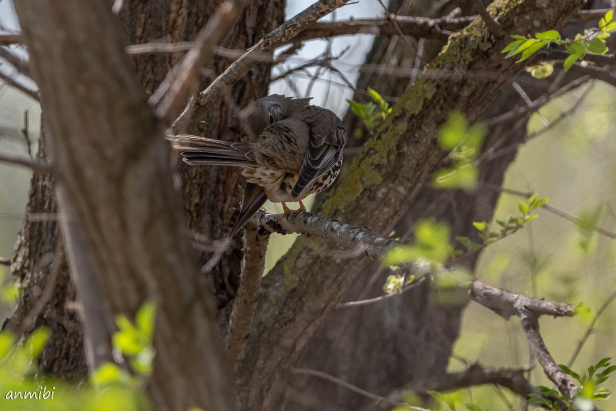 Zorzal/Mistle Thrush – Ángel Miguel, fotógrafo de ilusiones.