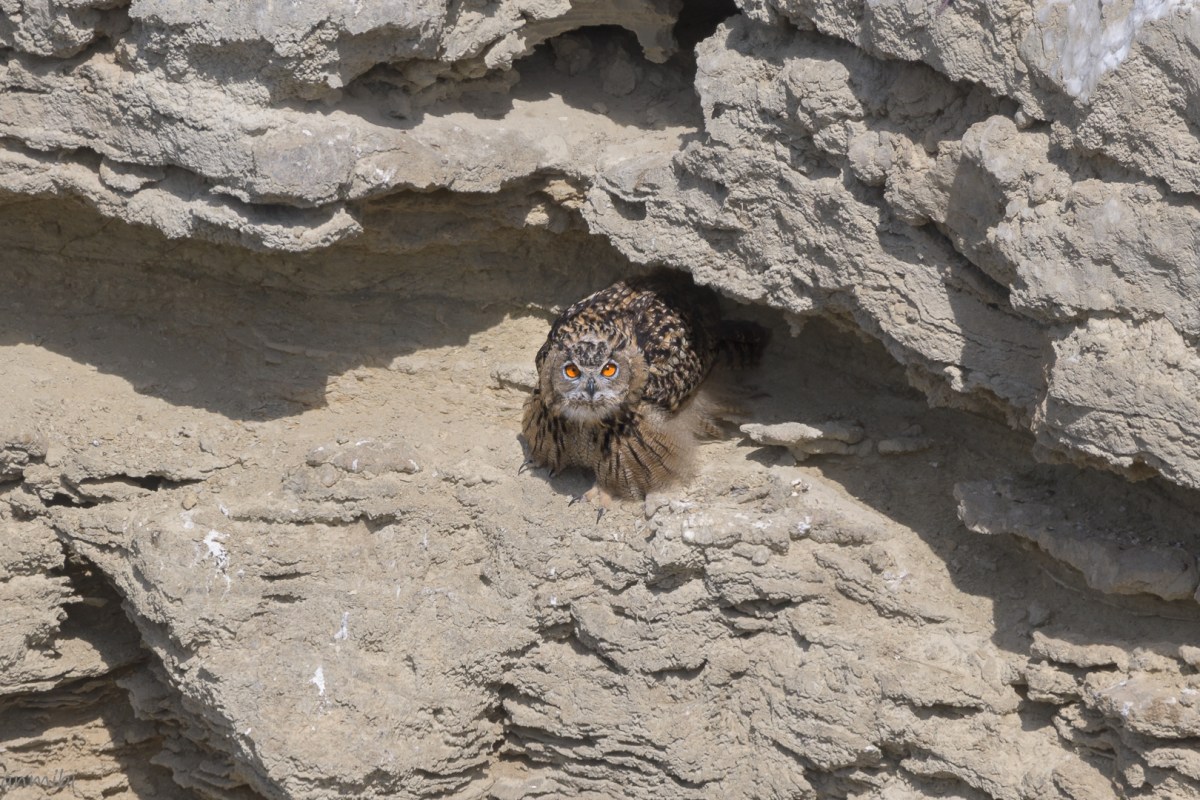Búho real/Eurasian Eagle-Owl – Ángel Miguel, fotógrafo de ilusiones.